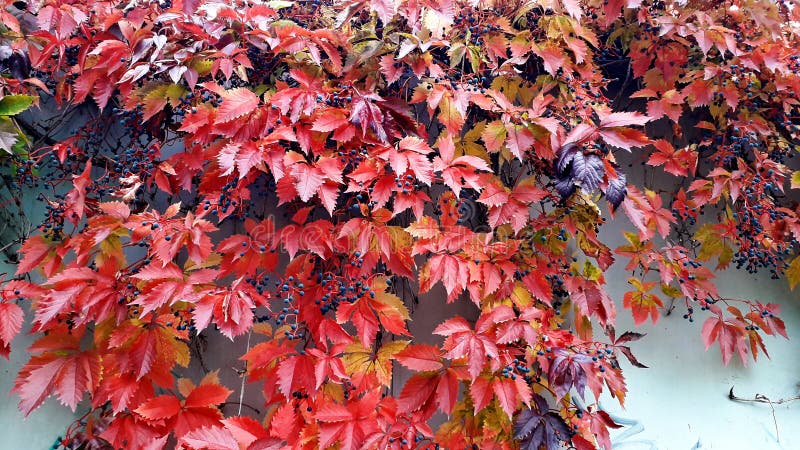 Autumn Background from Red Grape Leaves. Floral Background. Stock Photo ...
