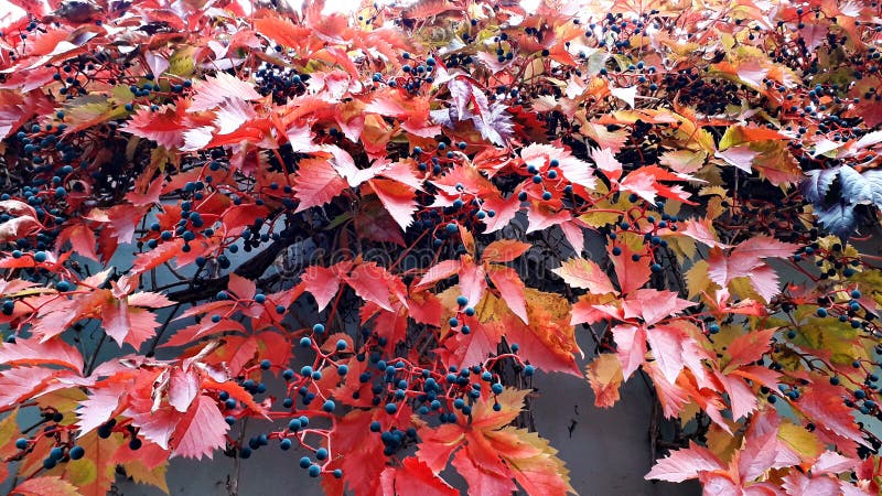 Autumn Background from Red Grape Leaves. Floral Background. Stock Image ...