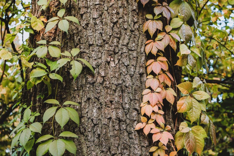 Autumn Background with Red Ivy Leaves on a Tree Trunk Stock Image ...