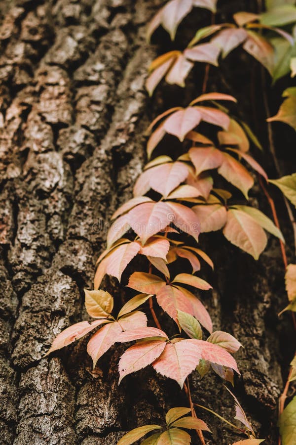 Autumn Background with Red Ivy Leaves on a Tree Trunk Stock Photo ...