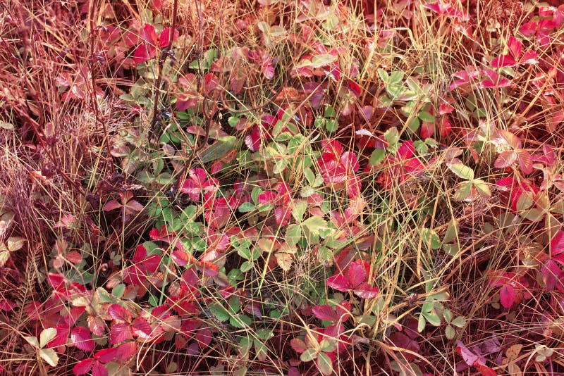 Autumn Background with Leaves Wild Strawberry Stock Image - Image of ...