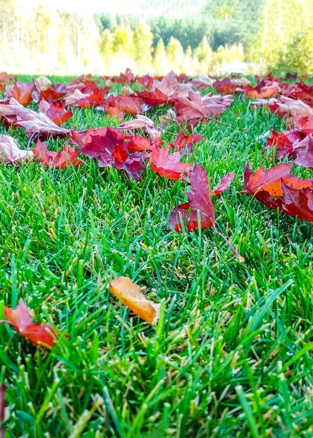 Autumn Background, Red Maple Leaves Lie on the Grass. Stock Photo ...