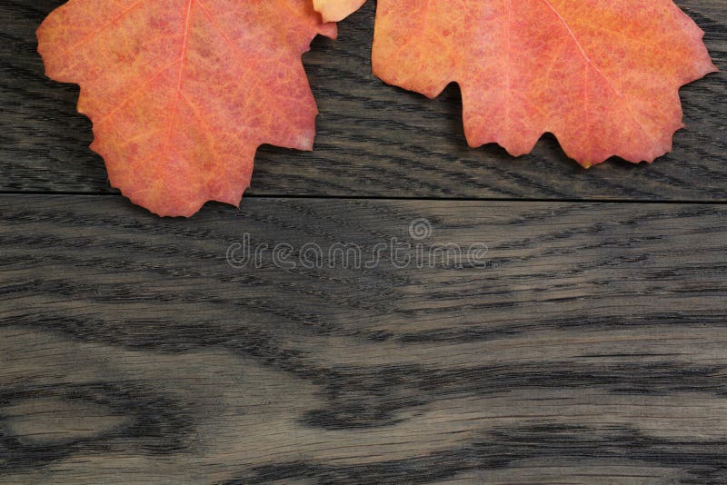 Autumn Background with Red Oak Leaves on Stained Oak Table Stock Photo ...