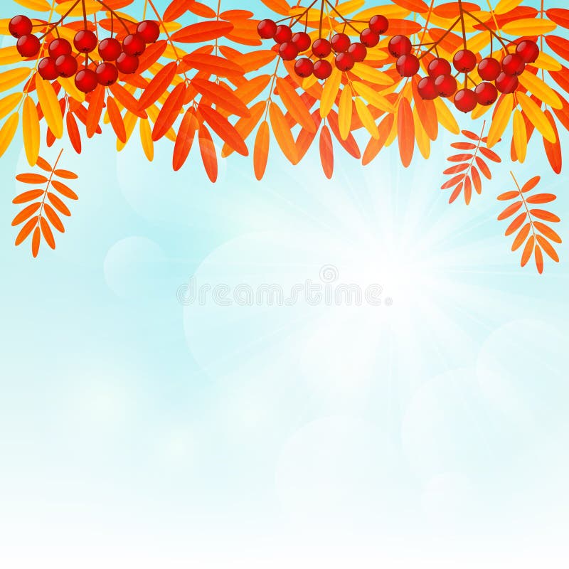 Border of Autumn Leaves and Rowan Stock Vector - Illustration of branch ...