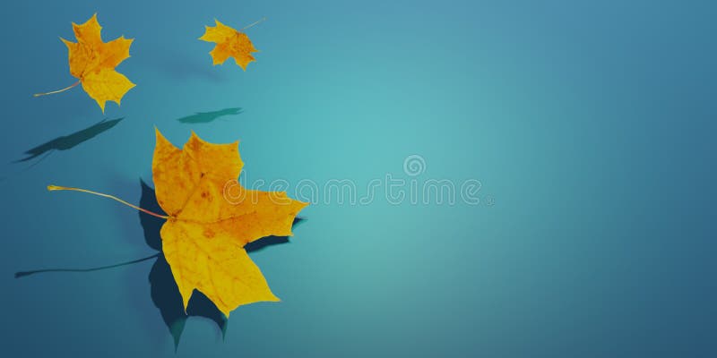 Autumn Background. Simple Design. Maple Leaves Fall on the Blue ...