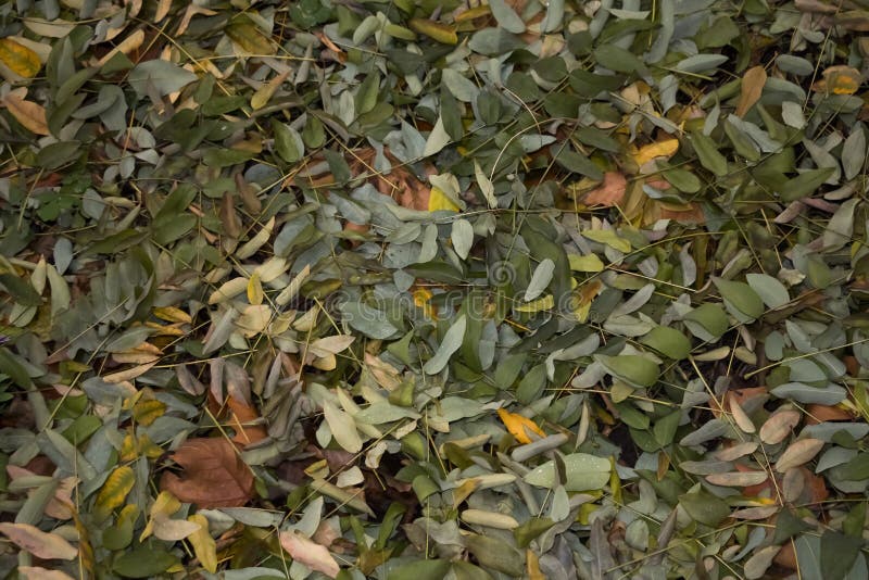 Autumn Background, Texture of Fallen Leaves. Stock Image - Image of ...