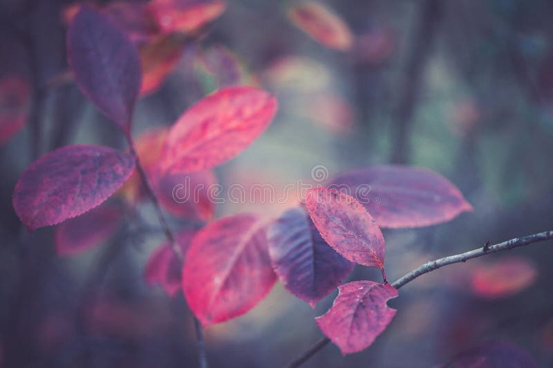 Autumn Background, a Tree Branch with Bright, Red Leaves. Stock Photo ...