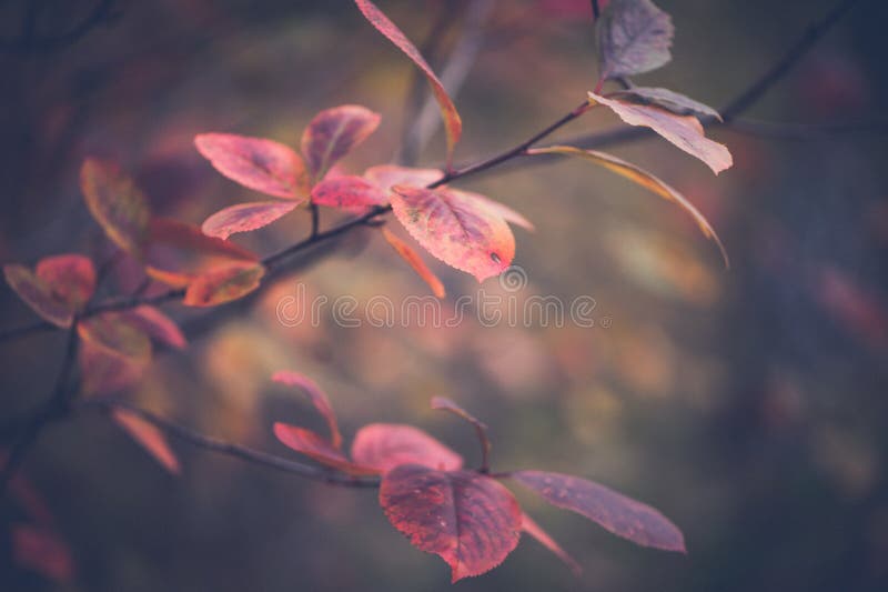Autumn Background, a Tree Branch with Bright, Red Leaves. Stock Photo ...