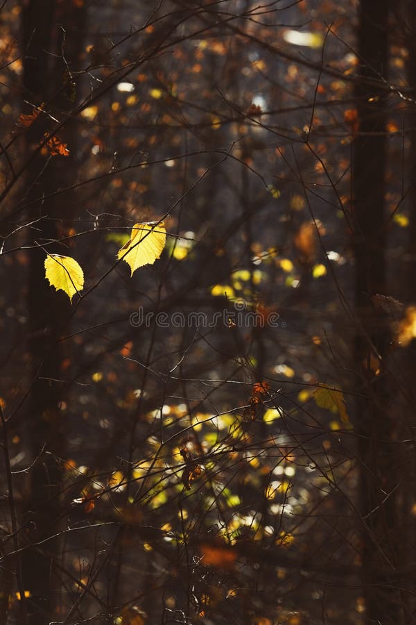 Fall Backdrop. Branches of Trees with Autumn Leaves Stock Photo - Image ...