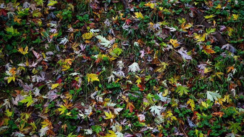 Vertical Autumn Background of Foliage Stock Photo - Image of fall ...