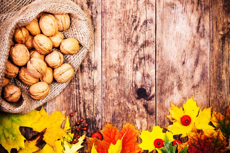Autumn Background with Walnuts and Colorful Tree Leaves. Stock Image ...
