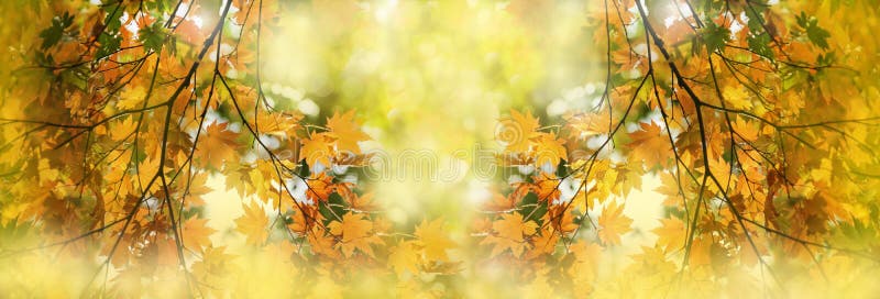 Autumn Background, Yellow Maple Leaves Stock Photo - Image of sunlight ...