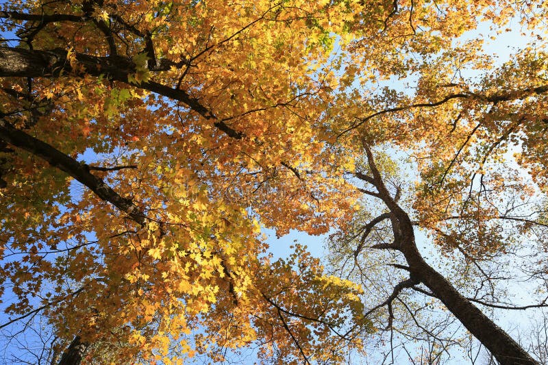 Autumn Background, Yellow Maple Trees Stock Image - Image of trunk ...