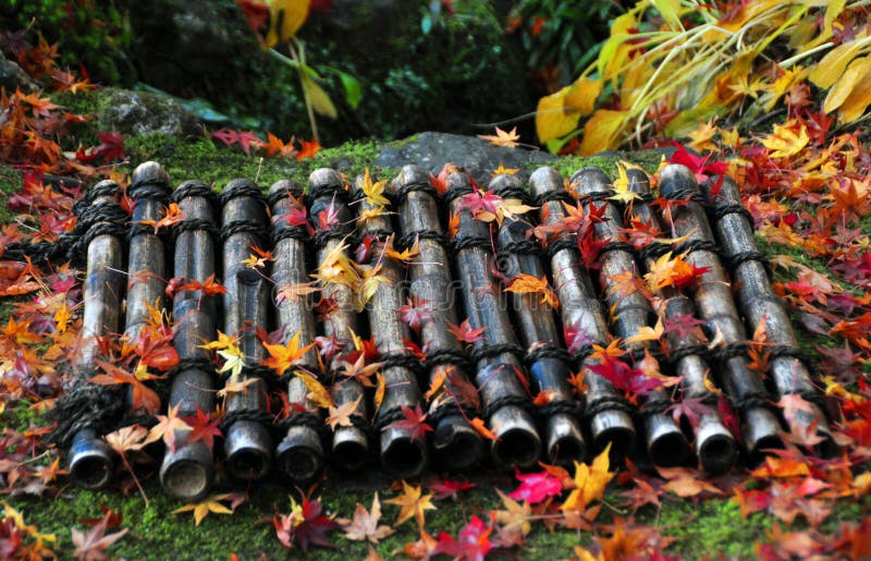 Autumn bamboo stock photo. Image of fall, tree, autumn - 9205706