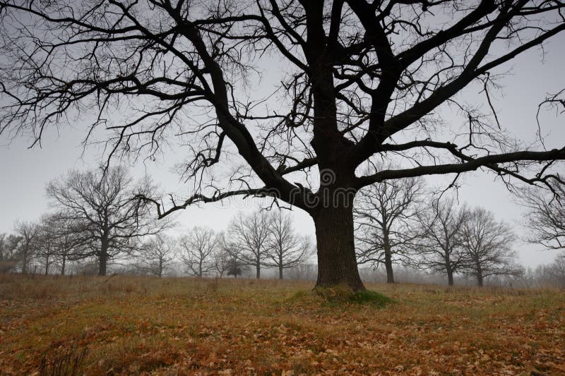 Autumn bare oaks in a fog stock photo. Image of branch - 116807654
