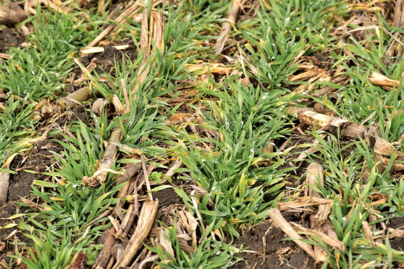 Autumn Barley Sowing in No-till Cultivation. Stock Image - Image of ...