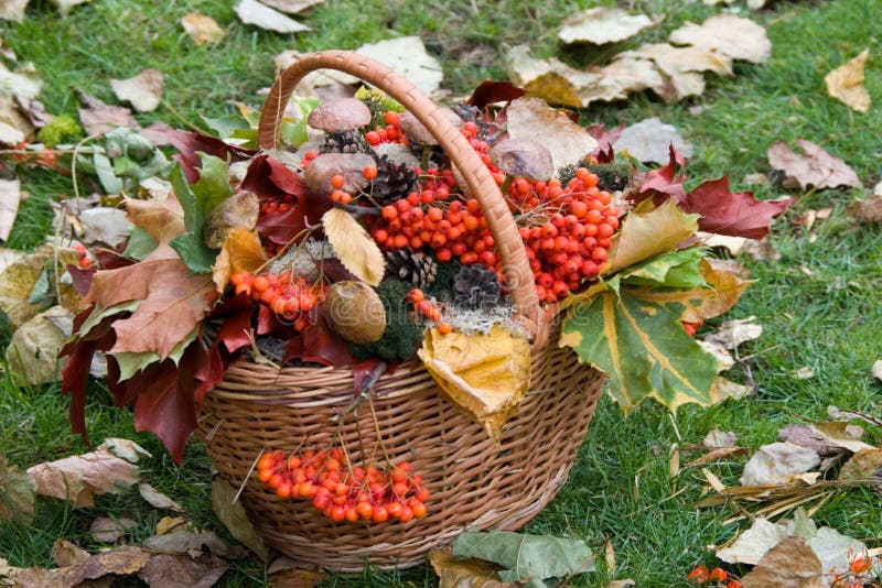 Autumn basket stock photo. Image of heap, harvesting, outdoors - 6458912