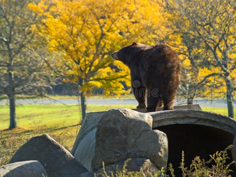 Autumn Bear stock photo. Image of fall, bear, trees, wildlife - 12561576