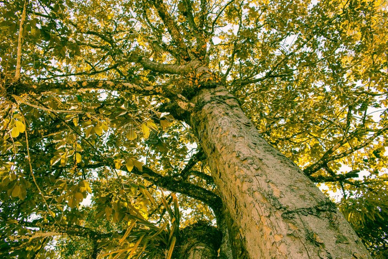 Autumn Beautiful Branches of a Large Tree in Vivid Golden Stock Photo ...