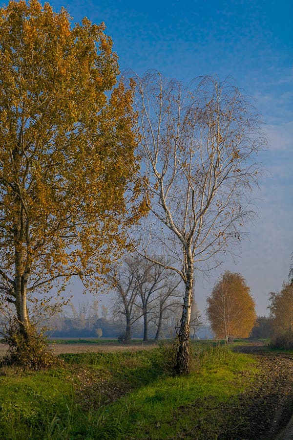 Autumn Colors in Rural Areas Stock Photo - Image of leaf, grass: 271463766