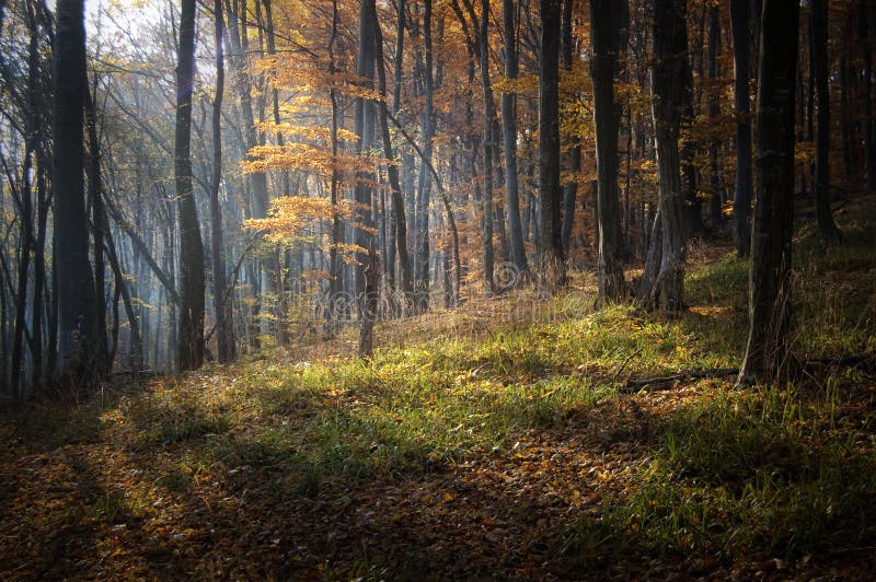 Autumn in a Beautiful Enchanted Colorful Forest with Yellow Leaves ...