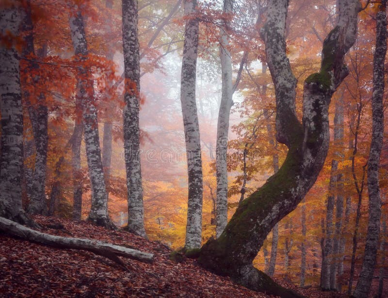 Magical Old Tree. Autumn Forest in Fog with Sun Rays Stock Image ...