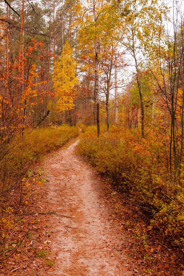 Autumn Beautiful Forest with a Path Covered with Leafs Stock Photo ...