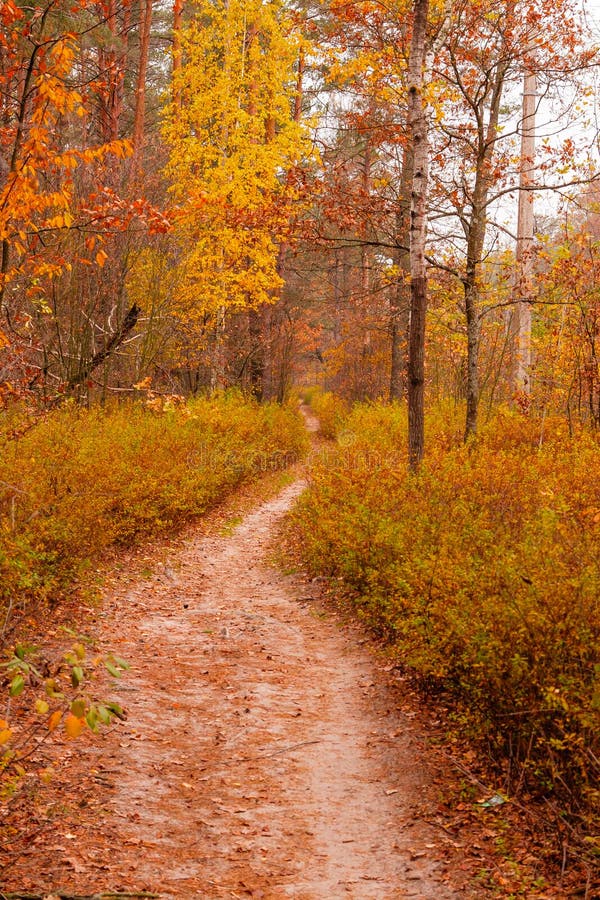Autumn Beautiful Forest with a Path Covered with Leafs Stock Image ...