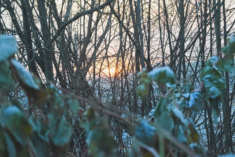 Withered Autumn Leaves in the Rays of the Setting Sun Stock Image ...