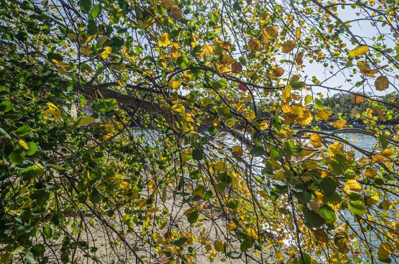 Autumn Beautiful Natural Colors Background Stock Photo - Image of ...