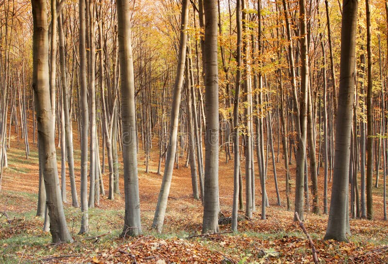 Autumn Trees Forest Horizontal Background Stock Image - Image of forest ...