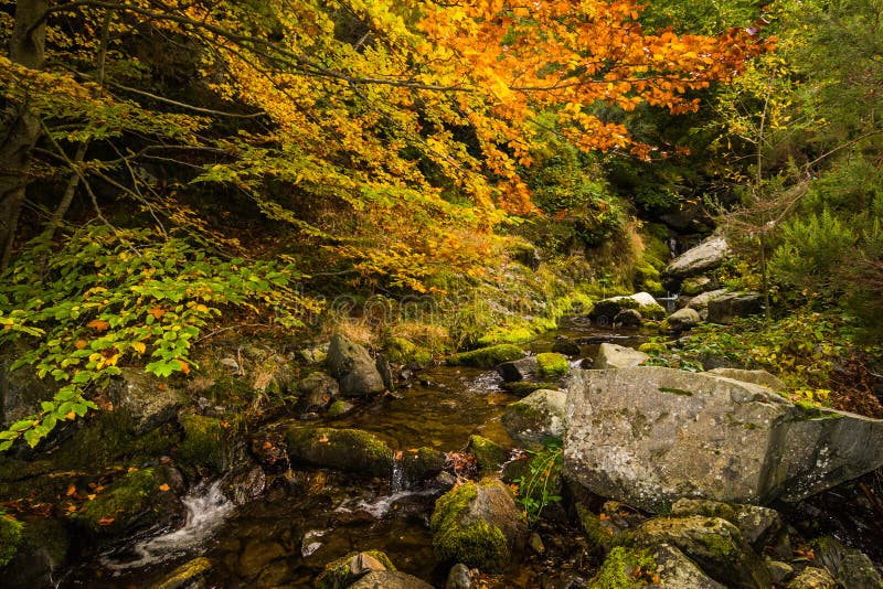 Autumn beech stock photo. Image of beech, orange, field - 33290480