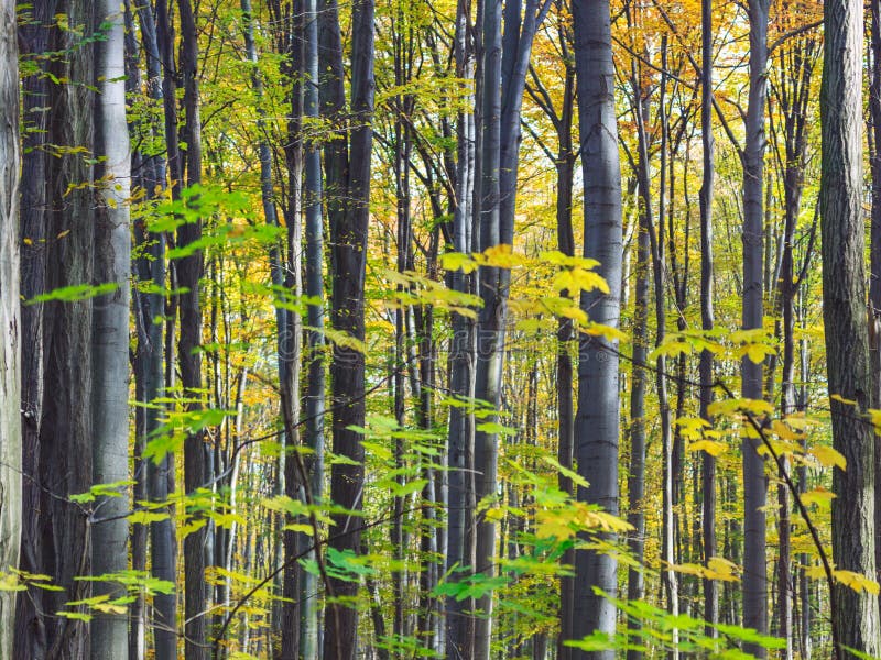 Autumn beech fall forest stock image. Image of golden - 60431325