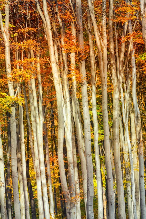 Autumn beech fall forest stock image. Image of forest - 60436083