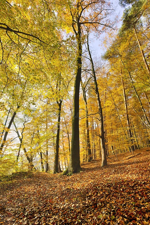 Autumn beech forest stock photo. Image of trees, mystery - 47006684