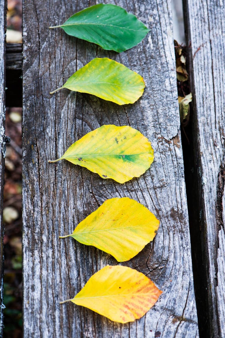 743 Transition Pathway Stock Photos - Free & Royalty-Free Stock Photos ...