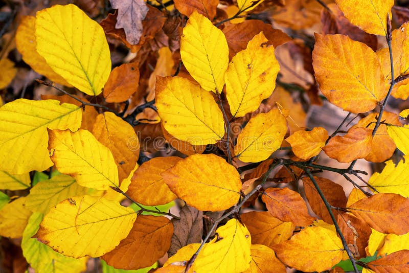 Autumn Beech Leaves on a Branch Stock Image - Image of garden, bright ...
