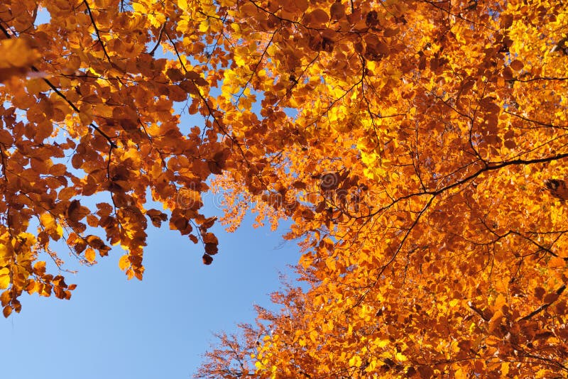 Autumn Beech Leaves Over Blue Sky Background Stock Image - Image of ...