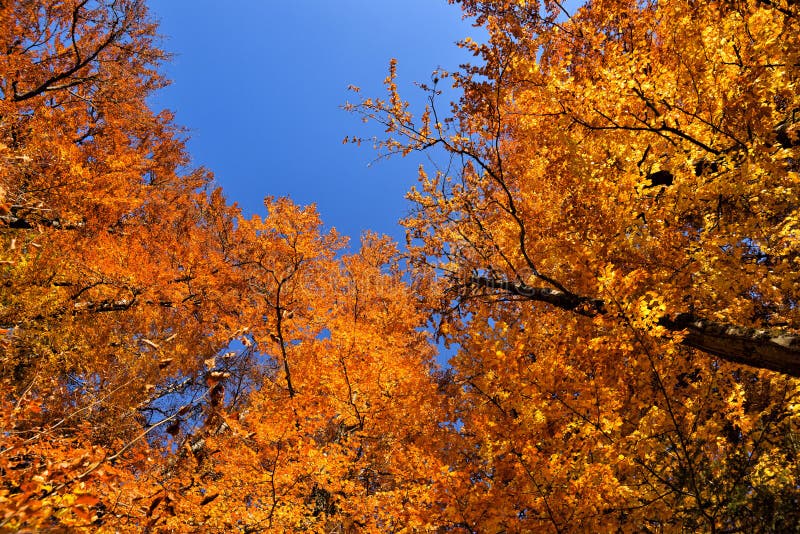 Autumn Beech Leaves Over Blue Sky Background Stock Image - Image of ...