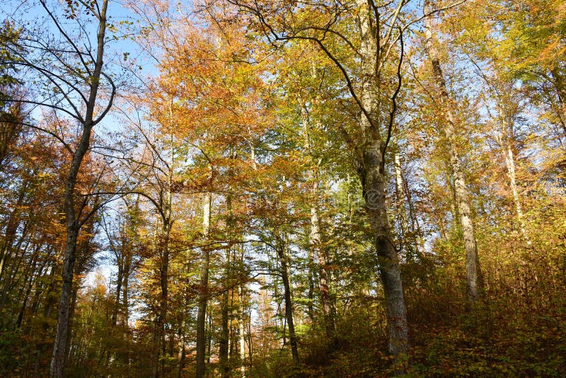 Autumn Beech Temperate, Deciduous. Broadleaf Forest Stock Photo - Image ...