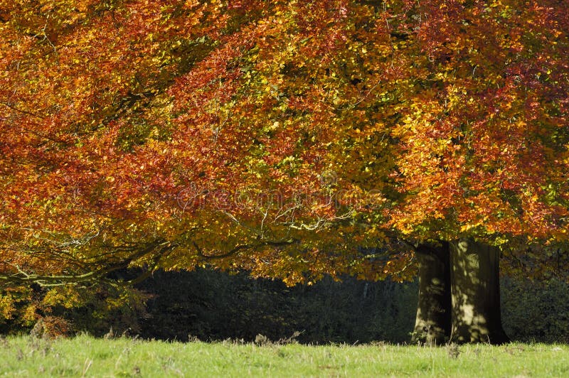 Autumn Beech Tree stock image. Image of westonbirt, forest - 20771465