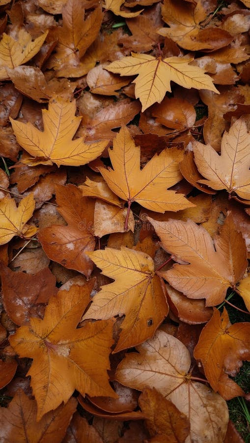 Autumn Beech Tree Leaves in Bronze and Copper Hues Glossy and ...