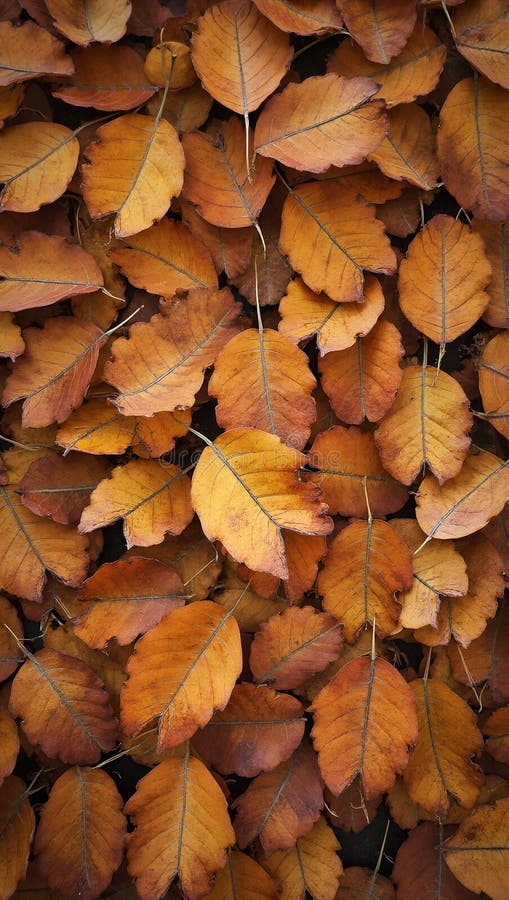 Autumn Beech Tree Leaves in Bronze and Copper Hues Glossy and ...