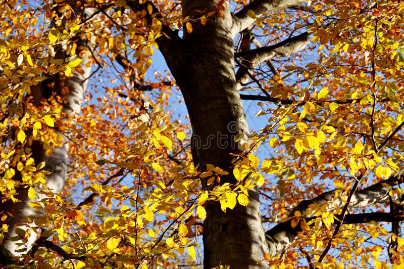 Autumn beech stock image. Image of colored, yellow, tree - 61092149
