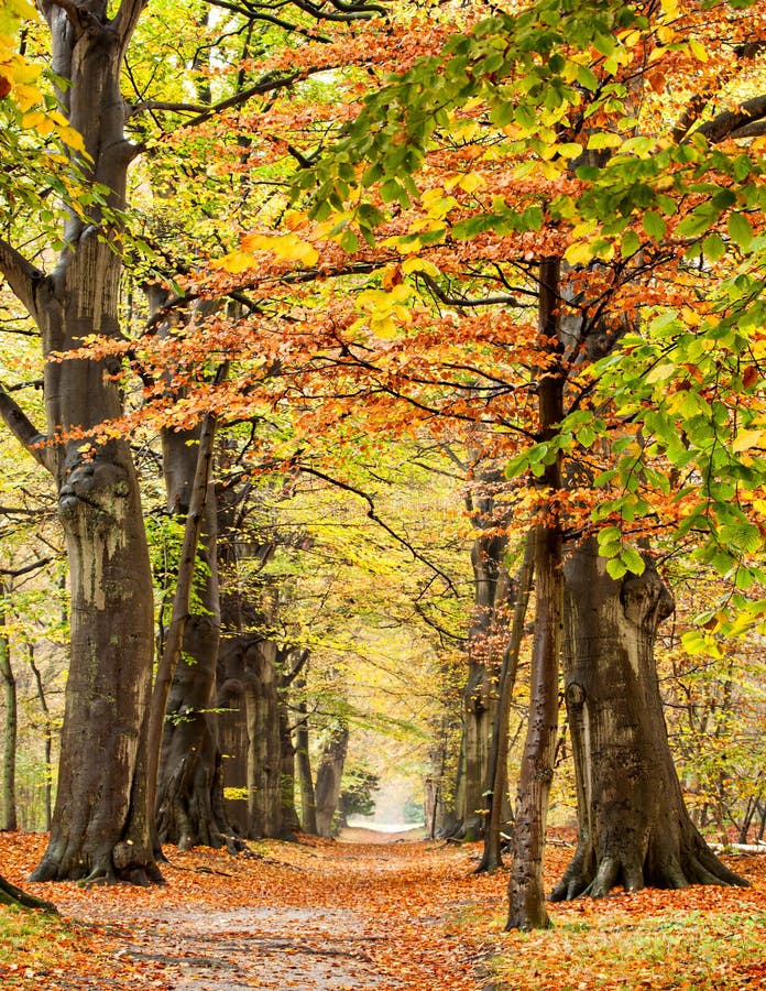 Autumn Beech stock photo. Image of line, lane, scene - 59443930