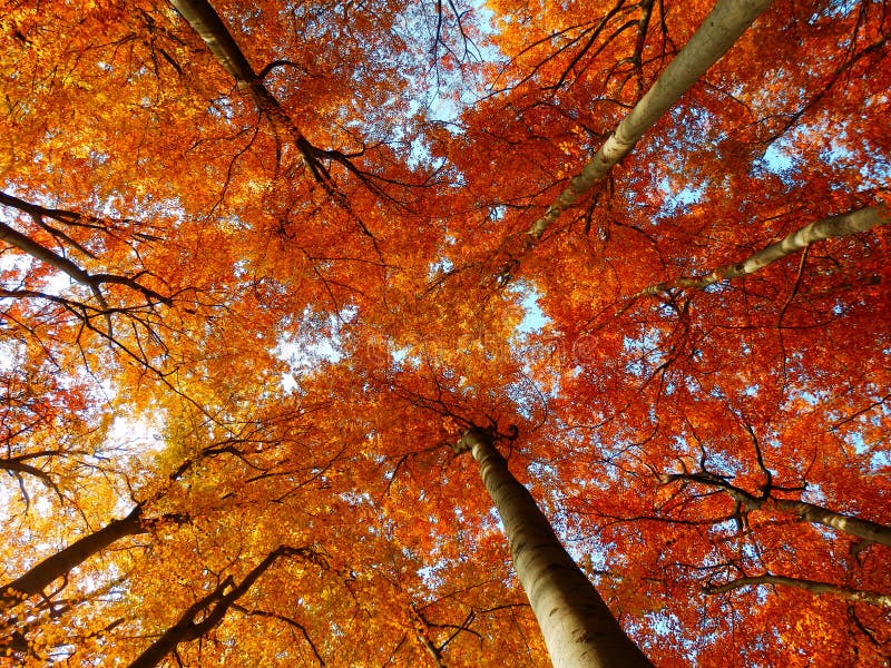 Autumn beech trees forest stock photo. Image of blue - 63304308