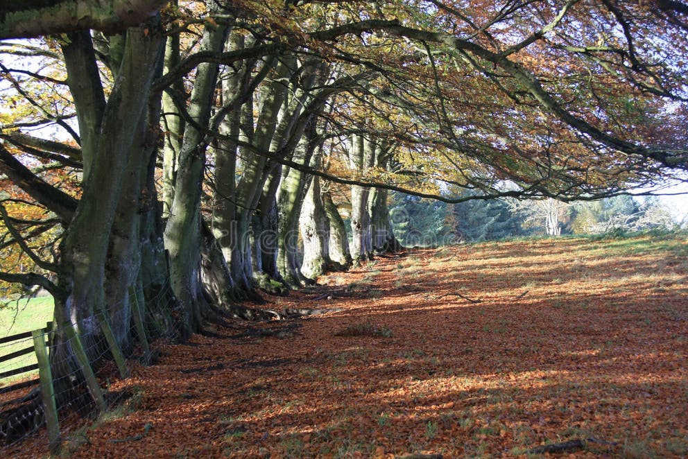 Autumn beech wood stock image. Image of spinney, branches - 11609497