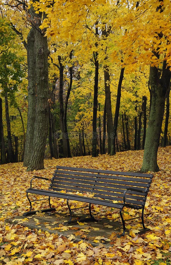 Park Bench by Lake in Autumn Stock Photo - Image of country, forest ...