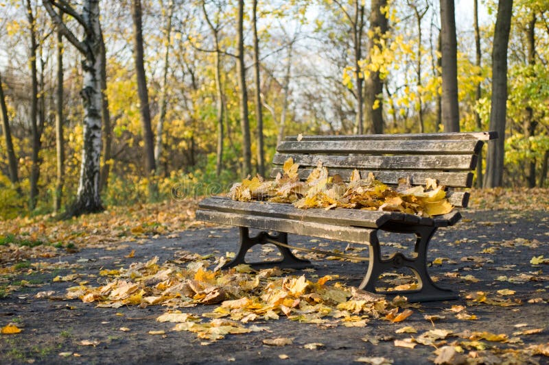 Autumn bench stock photo. Image of nature, bench, autumn - 11992866