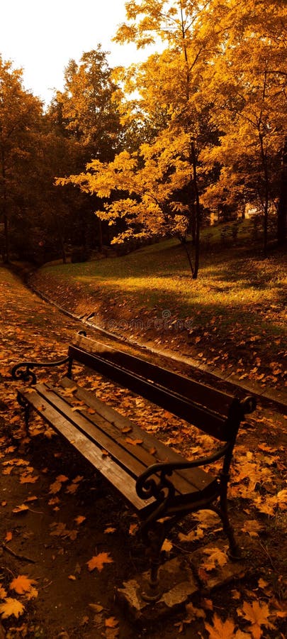 Autumn, Bench, Leaves, Warm Sunlight Stock Image - Image of warm ...